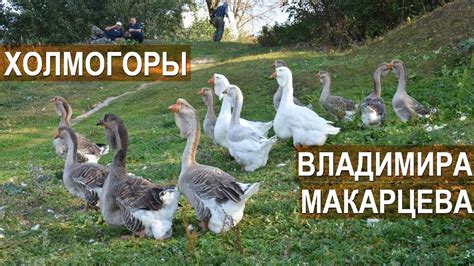 Холмогорские гуси Владимира Макарцева - YouTube