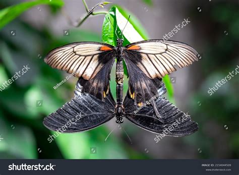 224 Mormon Sex Images Stock Photos Vectors Shutterstock