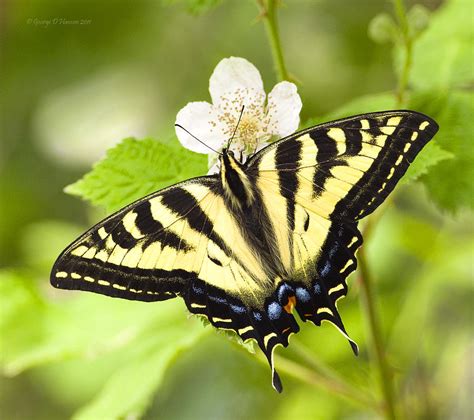 Oregon Swallowtail Butterfly Photograph By George Hanson Pixels