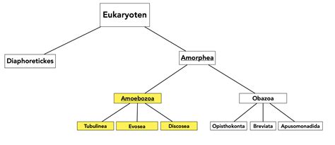 Amoebozoa