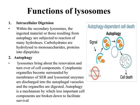 Lysosomes Structure And Functions 123456789pptx Pptx