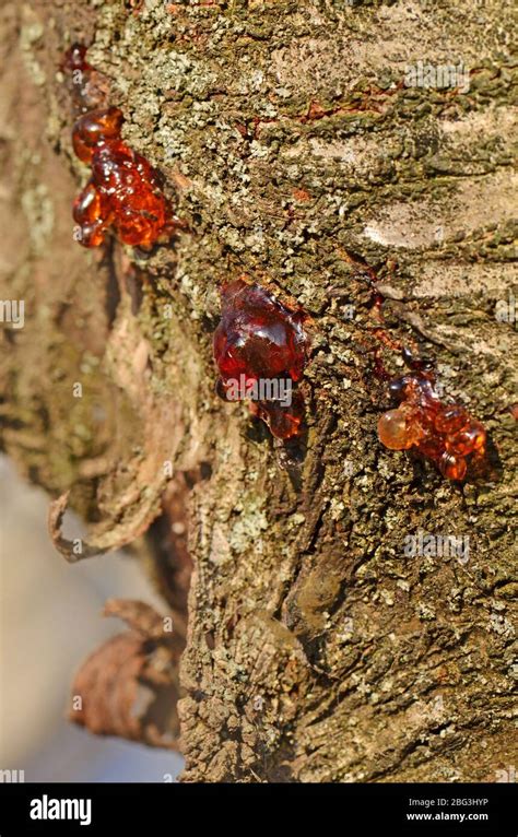 Drop Of Resin On Tree Wood Resin Liquid Stock Photo Alamy