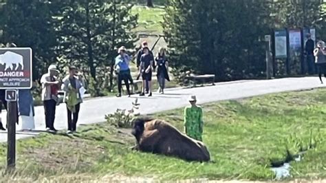 Bad Behavior Appears To Be Increasing In Yellowstone National Park