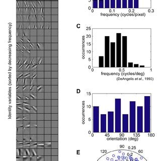 Basis Vectors Learnt From Natural Image Sequences And Associated Download Scientific Diagram