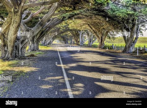 Large Old Trees For A Natural Tunnel Arch Over A Road In Rural Australia Stock Photo Alamy