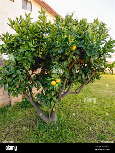 Orange Tree With Ripe Fruits In A Garden Stock Photo Alamy
