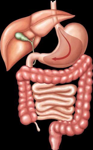 Progut Probiotics For Digestion At ₹ 1180 Bottle Anna Nagar East Chennai Id 7306054530