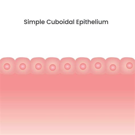 Simple Cuboidal Epithelium Science Vector Background 10803611 Vector