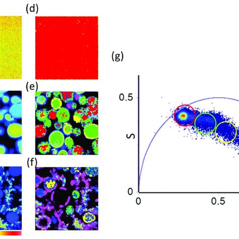 Phasor Analysis Of Flim Measurements On Tp10 Labeled With Cf λexc Download Scientific