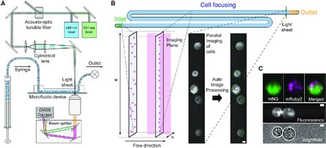 High Throughput Multiparametric Imaging Flow Cytometry A The Imaging