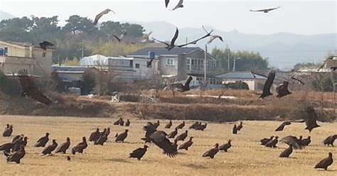 고성 국내최대 독수리 월동지로 자리잡았다