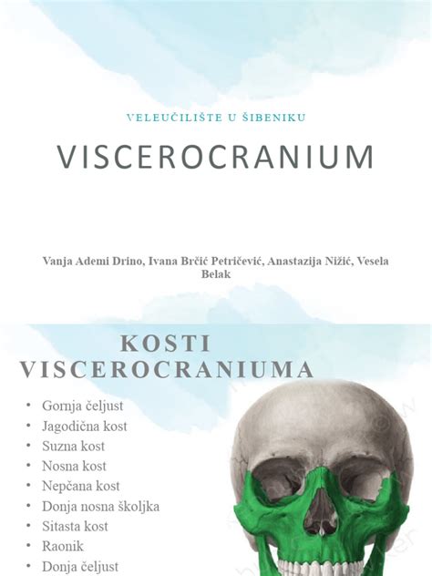 Viscerocranium Pdf