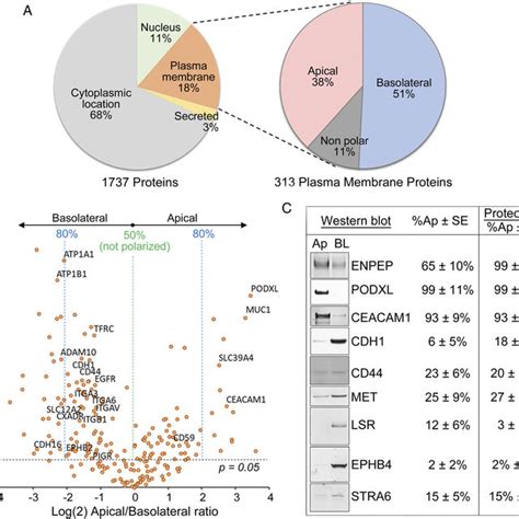 Apical And Basolateral Distribution Of Surface Proteins In Mdck