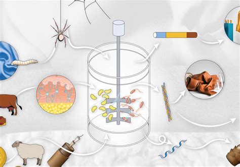 Infographic Synthetic Biology Is Transforming Clothes And Cosmetics