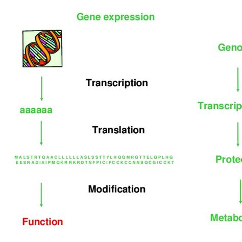 Schematic Representation Of Gene Expression Study Levels Download