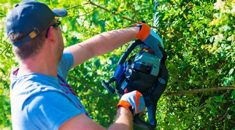 How Professional Tree Trimming Ensures Safe Clearance Around Structures The Case