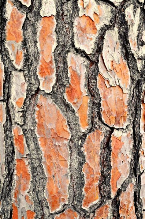 Skin Bark Tree Stock Photo Image Of Cork Bark Abstract