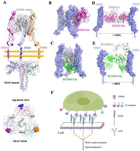 Structural Basis Of A Novel Agonistic Anti Ox40 Antibody