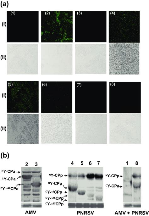 In Vitro Bicf Visualization Of Cp Dimerization For Both Amv And Pnrsv