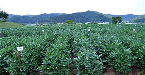 농식품부 올해 콩·팥·녹두 수매지원 확대