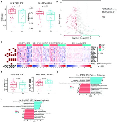 Ci And Cii Possess Different Molecular Characteristics A Box Plot