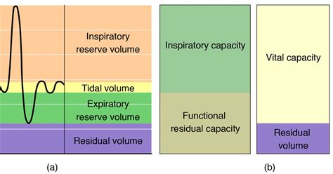 Respiratory Volume And Capacity RATHBIOTACLAN