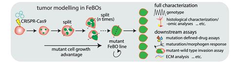 Pathway Diagrams In Cell Biology Plottie