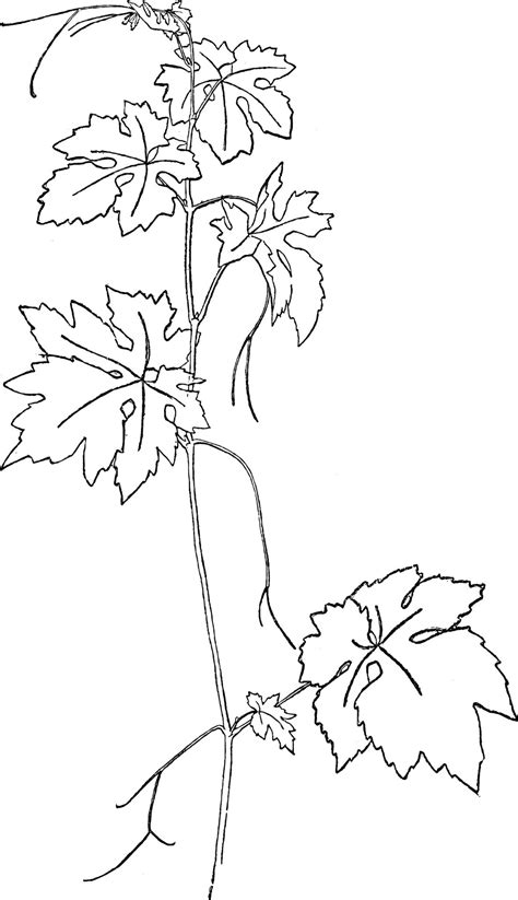 vitis vinifera vintage illustration 13891430 vector art at vecteezy