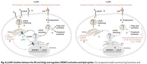 绘谱导读︱6月代谢组学文献精选 肿瘤细胞 氨基酸代谢 非靶向代谢 脂质 多组学代谢流检测分析 脂肪酸定量 肠道微生物菌群检测 麦特绘谱