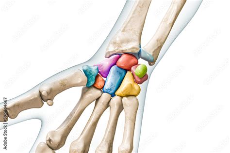 Carpal Bone Labeled With Colors With Body 3d Rendering Illustration Isolated On White With Copy