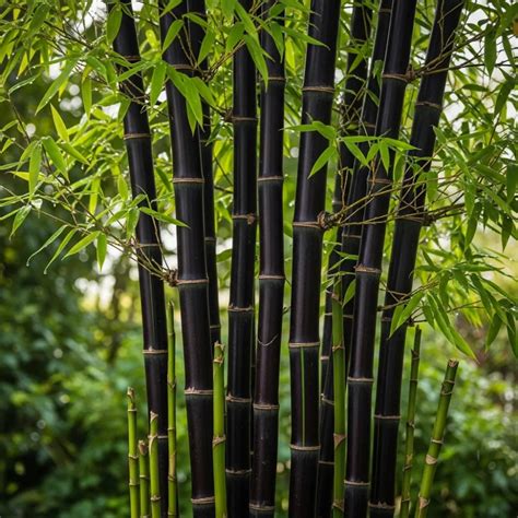 Black Premium 2 4cm Thick Bamboo Cane Fencing Screening Rolls Woven Wood
