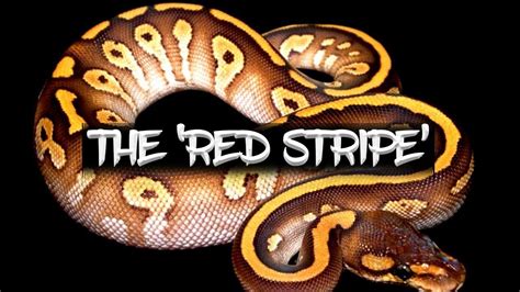 Red Stripe Ball Python The Fascinating World Of Red Stripe Morphs
