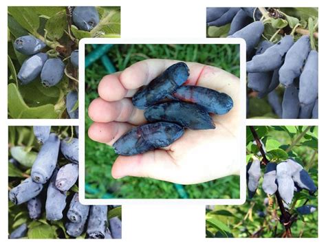 Саджанці жимолості купити з доставкою по Україні ціна в магазині — Яскрава Клумба