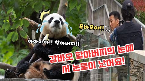 세상에💥 푸바옹 ~ 할부지 왔엉 ~~ 이 극적인 만남~~ 눈물나고 가슴 아픕니다ㅠ 💦💦💦 푸바오 Youtube