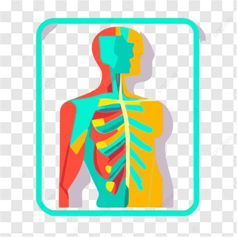 색깔이 있는 갈비뼈가 있는 직사각형 모양의 인체 벡터 흰색 배경에 인체 부위의 단순한 다채로운 아이콘 그림자 없음 작은 프레임 중앙 Png 일러스트 및 벡터 에 대한