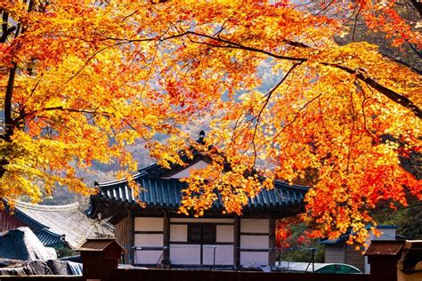22년 내장산 단풍 진 단풍이 더 아름답더라 꿈꾸는섬