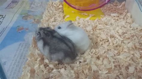 햄스터 짝짓기 너무 드리대 19금 영상일세 ㅎㅎ Youtube