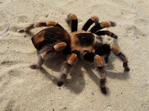 Tarantula Brachypelma Red Knee · Free photo on Pixabay