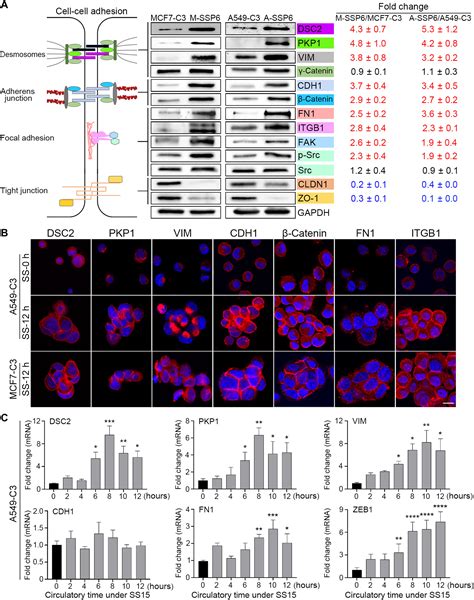 Desmosomal Proteins Of Dsc2 And Pkp1 Promote Cancer Cells Survival And Metastasis By Increasing