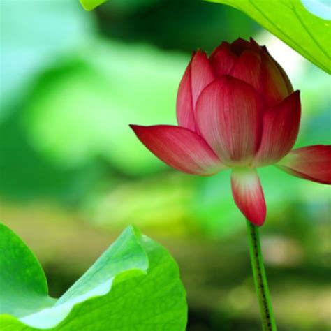 Zhang Suping Hangzhou Dianzi University Hangzhou Management