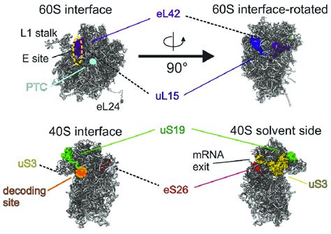 Ribosomal Subunits Of The Mammalian Ribosome Pdb 4ug0 On Which Download Scientific Diagram