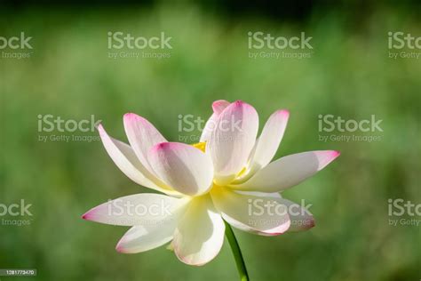 여름 정원의 물 표면에 만개하고 녹색 잎이 있는 섬세한 선명한 분홍색과 흰색 백합 꽃은 부드러운 초점으로 촬영한 아름다운 야외 꽃 배경 0명에 대한 스톡 사진 및 기타