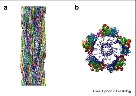 Figure 2 From How Do Disordered Head Domains Assist In The Assembly Of