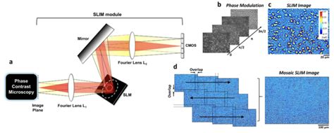 Label Free Multi Scale Imaging Of Ex Vivo Mouse Brain Using Spatial
