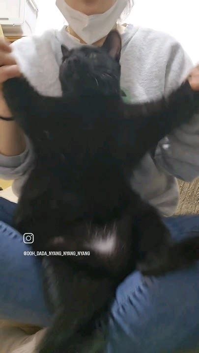 춤추는 고양이 Dancing Cat 귀여운고양이 고양이 Cutecat 챌린지 Youtube