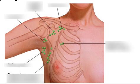 Axillary Lymph Nodes Diagram Quizlet