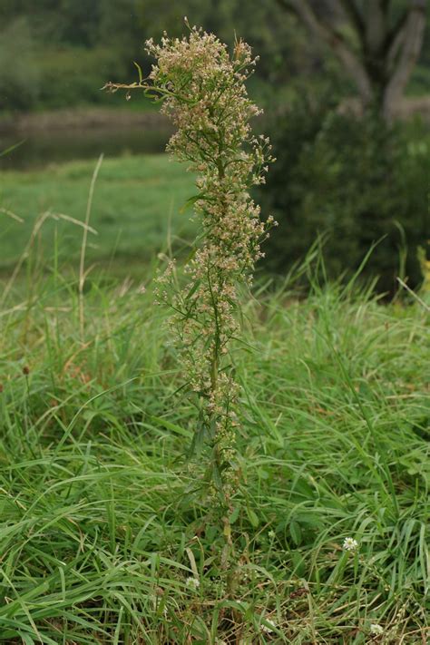 Conyza Canadensis