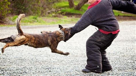 ტოპ 10 ძაღლის ჯიში ყველაზე ძლიერი კბენის ძალით Youtube