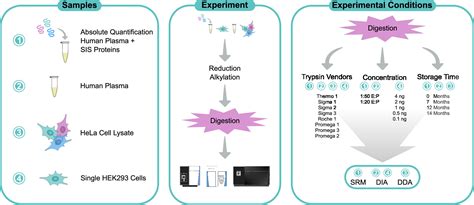 What Is Trypsin Used For In Cell Culture At Tyson Bathurst Blog