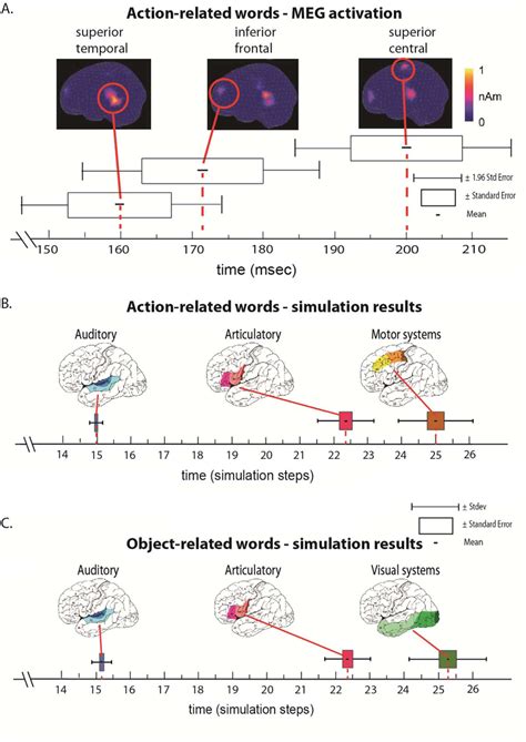 comparison of real and simulated brain activations elicited by specific